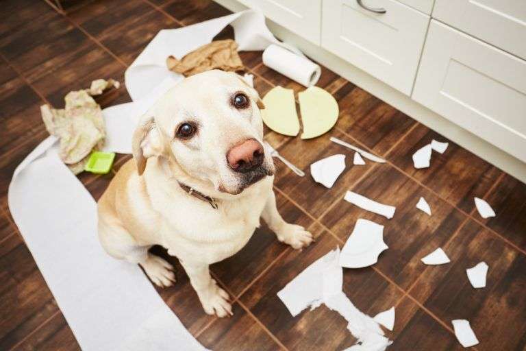 Cómo prevenir y tratar la ANSIEDAD EN PERROS - Adiestrar Perros - Razas ...
