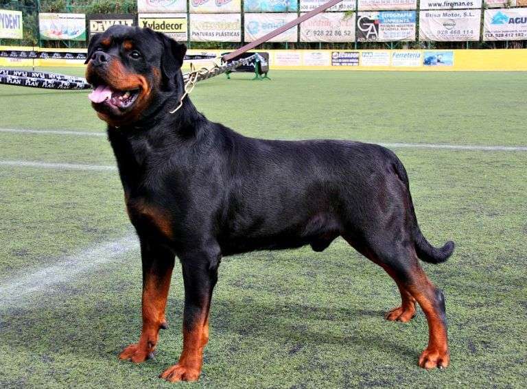 Rottweiler, una raza con historia - Adiestrar Perros - Razas de Perros ...