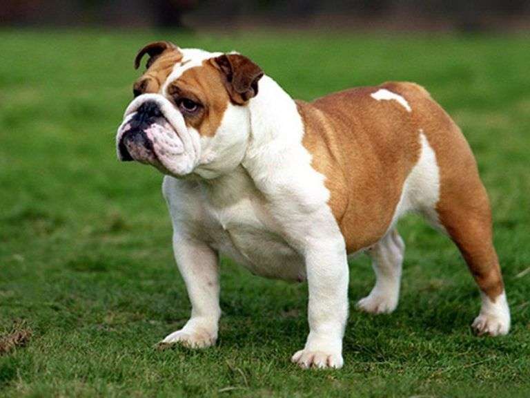 Datos sobre la raza Bulldog | Animales Leales